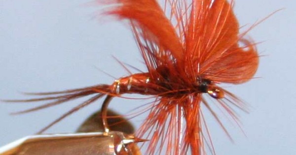 Mayfly, Brown Drake (brun døgnflue)